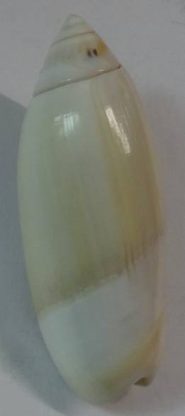 shellauction.net :: Agaronia acuminata f. albinistic - 3580515