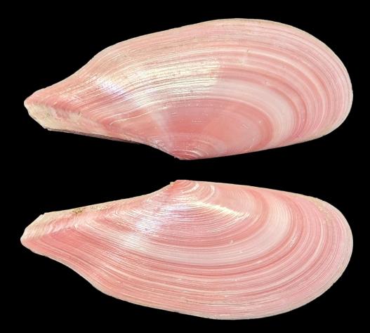 shellauction.net :: Pharaonella sieboldii - 3580539