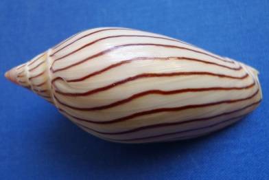 shellauction.net :: Amoria ellioti - 3580543