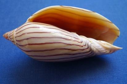 shellauction.net :: Amoria ellioti - 3580543