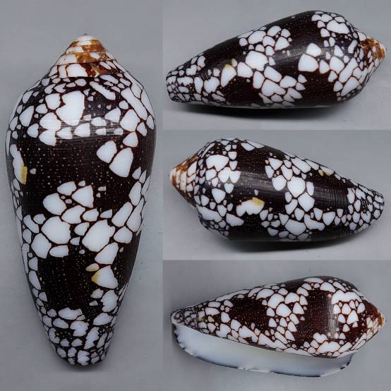 shellauction.net :: Conus episcopatus - 3580618