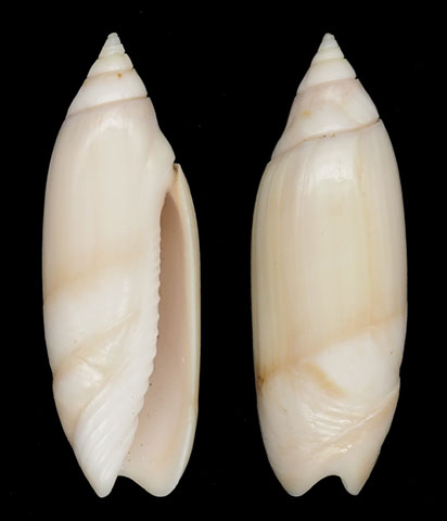 shellauction.net :: Agaronia acuminata - 3580644