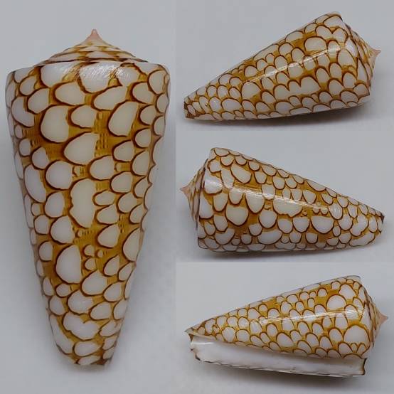 shellauction.net :: Conus nobilis - 3580729