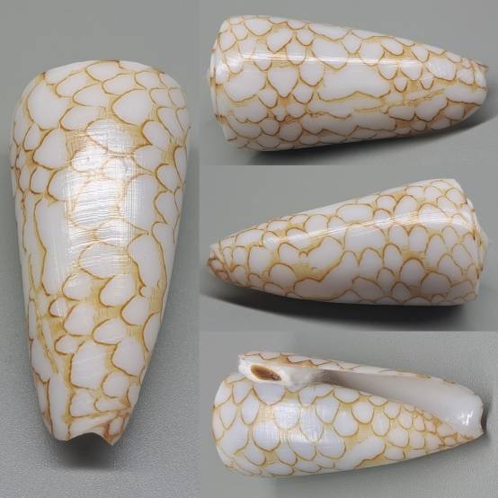 shellauction.net :: Conus nobilis - 3580807