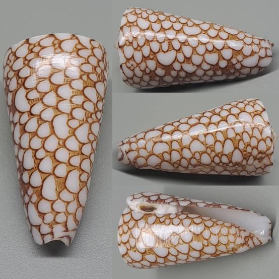 shellauction.net :: Conus nobilis - 3580811