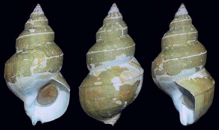 shellauction.net :: Buccinum ectomocyma - 3580832