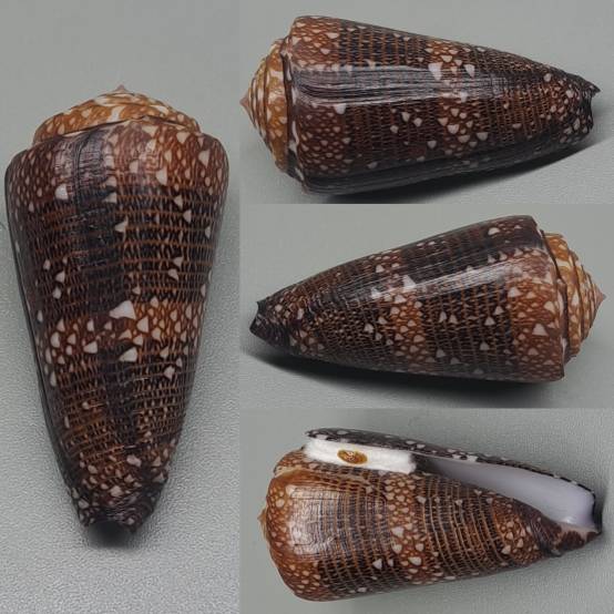 shellauction.net :: Conus victor - 3580835