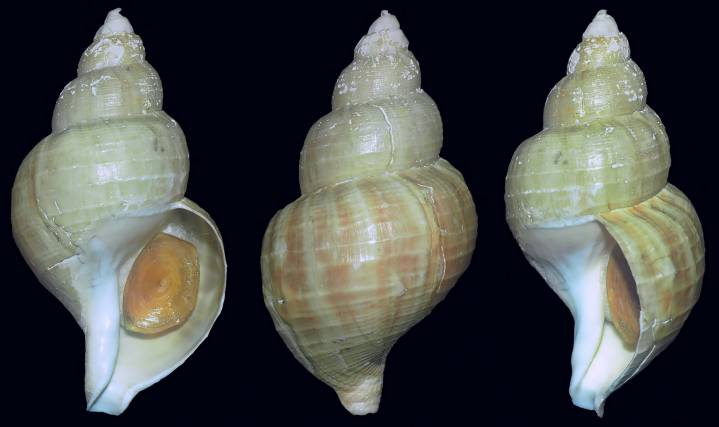 shellauction.net :: Buccinum cf.miyauchii - 3580854