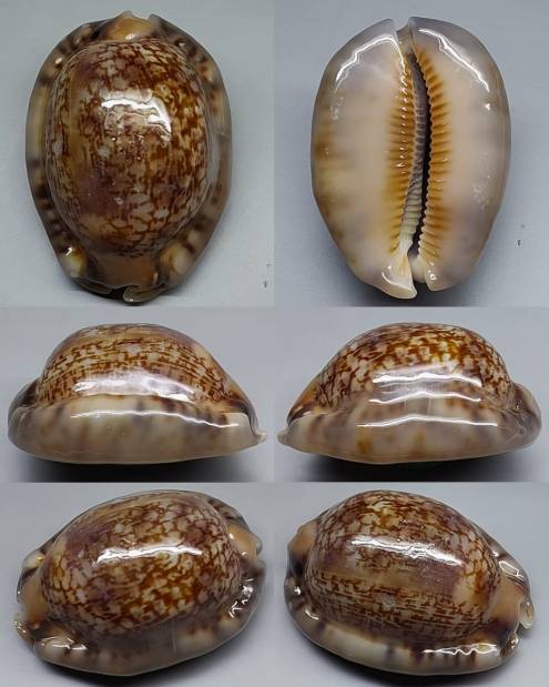 shellauction.net :: Mauritia arabica asiatica f gibba - 3580877