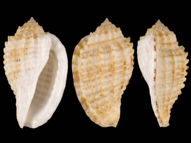 shellauction.net :: Morum watsoni - 3580935