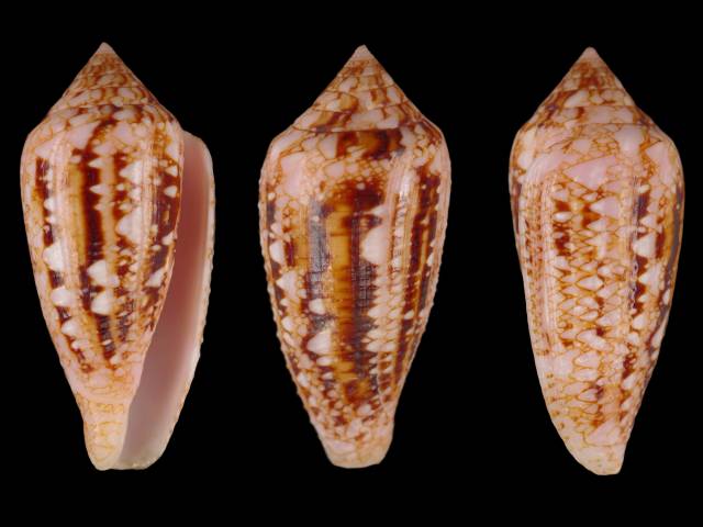 shellauction.net :: Conus legatus - 3580960