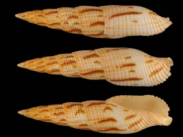 shellauction.net :: Nebularia incompta - 3580966