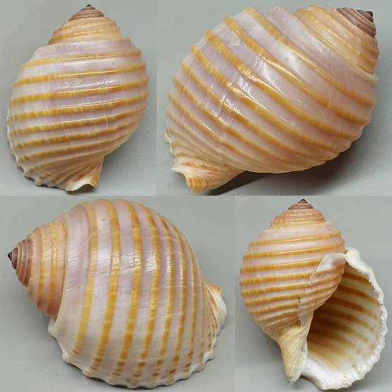 shellauction.net :: Tonna allium - 3580979