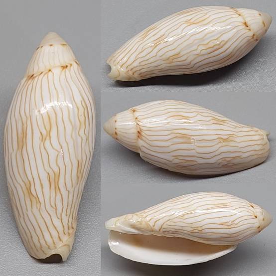 shellauction.net :: Amoria turneri - 3581013