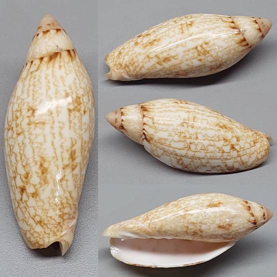 shellauction.net :: Amoria turneri - 3581014