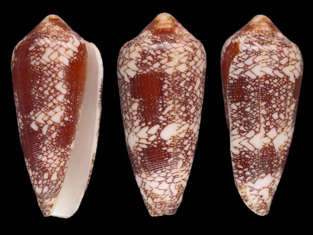 shellauction.net :: Conus magnificus - 3581048