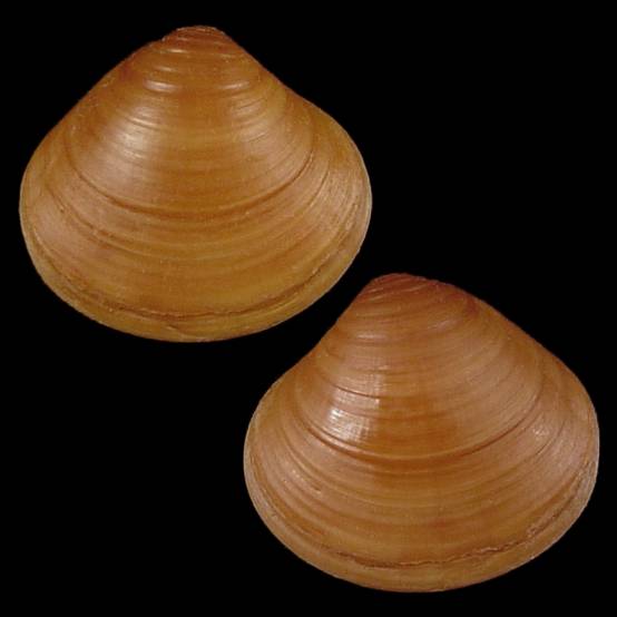 shellauction.net :: Astarte fusca - 3581054