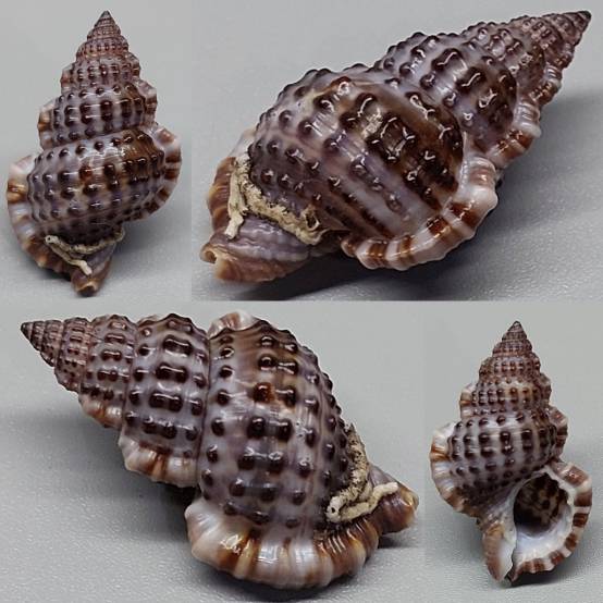 shellauction.net :: Gyrineum natator - 3581063