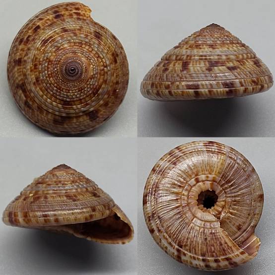 shellauction.net :: Architectonica maxima - 3581113