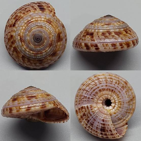 shellauction.net :: Architectonica maxima - 3581114