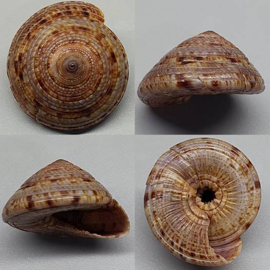 shellauction.net :: Architectonica maxima - 3581115