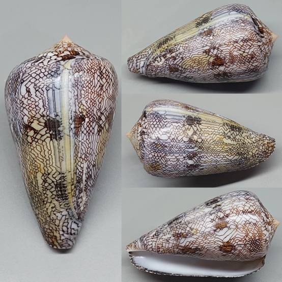 shellauction.net :: Conus abbas - 3581158