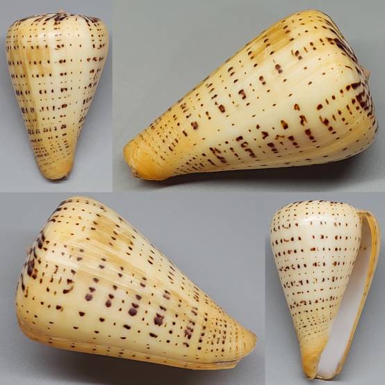 shellauction.net :: Conus betulinus - 3581167