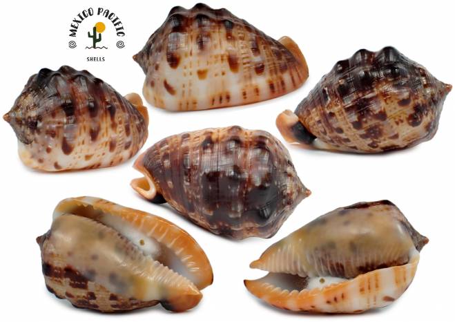 shellauction.net :: Cypraecassis coarctata - 3581169