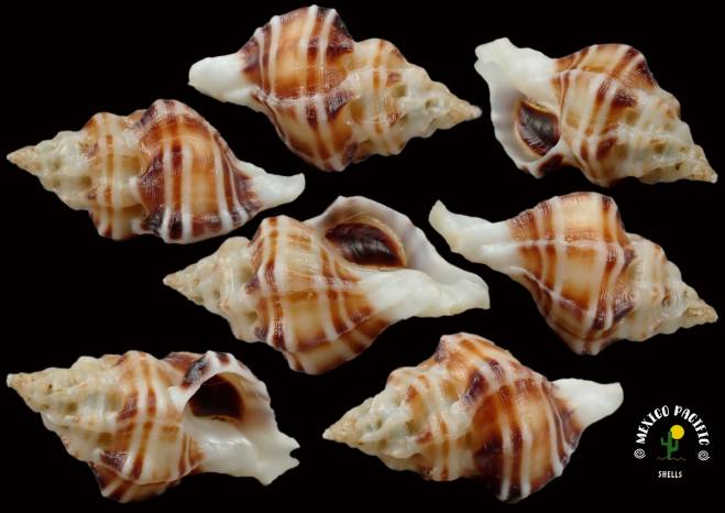 shellauction.net :: Dermomurex myrakeenae - 3581247