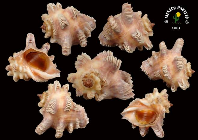 shellauction.net :: Neorapana muricata - 3581251