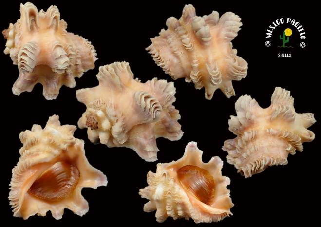 shellauction.net :: Neorapana muricata - 3581254