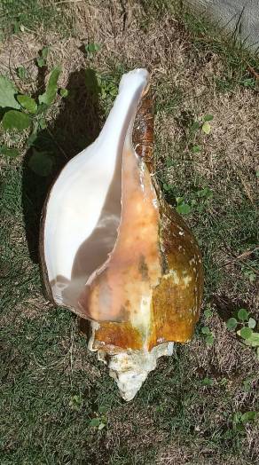 shellauction.net :: Turbinella angulata - 3581270