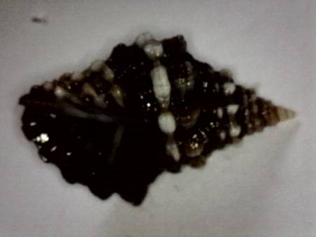 shellauction.net :: Cronia species - 3581358