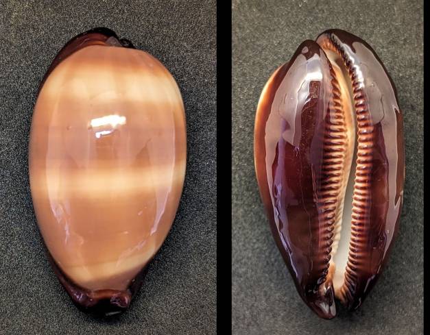 shellauction.net :: Talparia talpa - 3581376