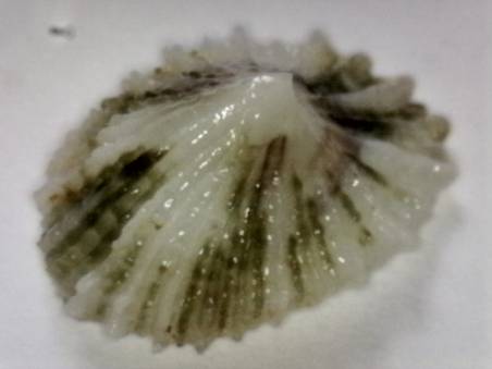 shellauction.net :: Emarginula species - 3581460
