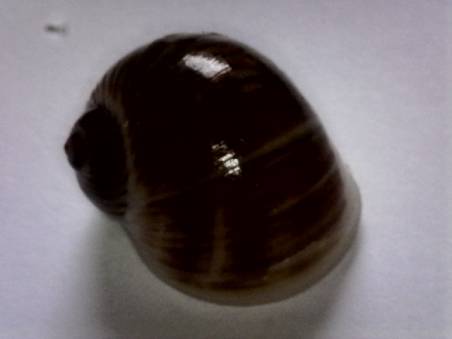 shellauction.net :: Naticarius species - 3581614