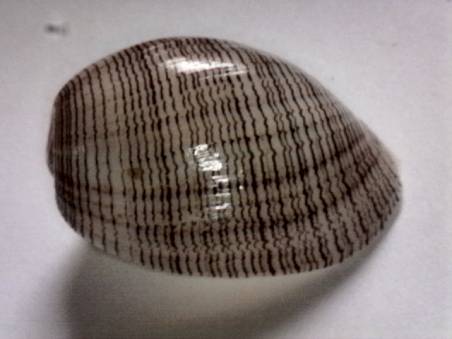 shellauction.net :: Bullina species - 3581659