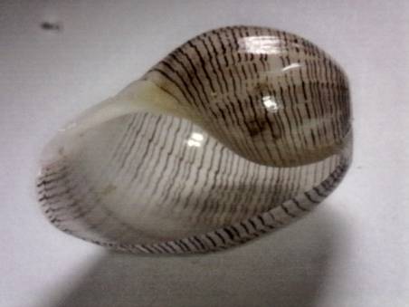 shellauction.net :: Bullina species - 3581659