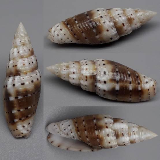 shellauction.net :: Scabricola waltercernohorskyi - 3581750