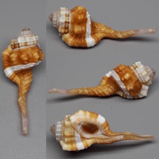 shellauction.net :: Ranularia exilis - 3581755