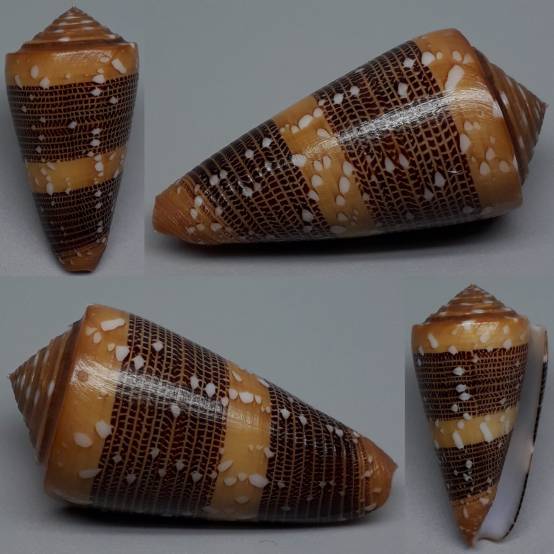 shellauction.net :: Conus nobilis victor - 3581859
