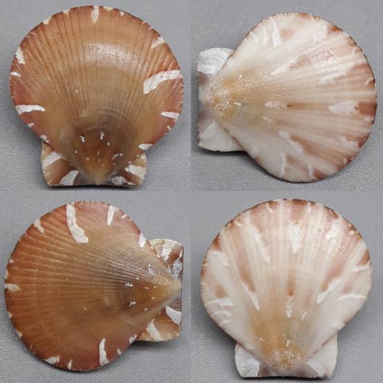 shellauction.net :: Pecten pyxidatus - 3582395