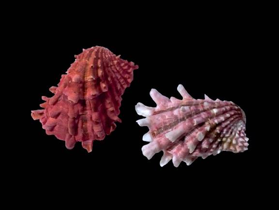 shellauction.net :: Cardita crassicosta - 3582547