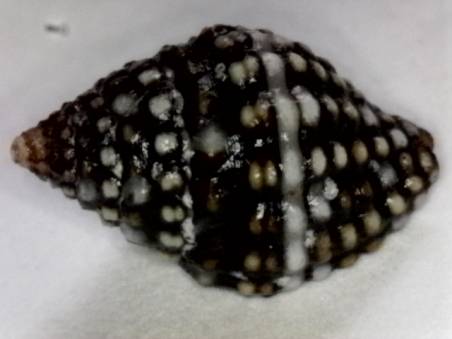 shellauction.net :: Engina phasianola - 3582548