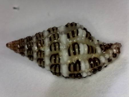 shellauction.net :: Engina species - 3582549