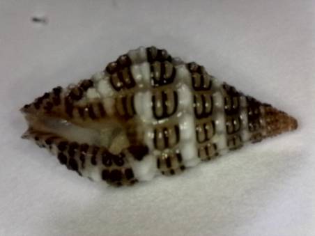 shellauction.net :: Engina species - 3582549