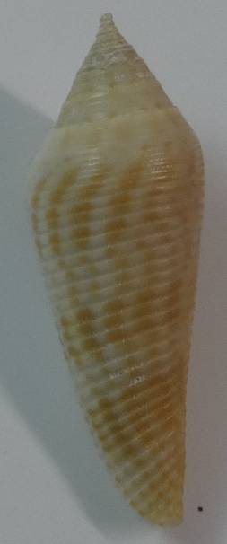 shellauction.net :: Conasprella viminea - 3582715