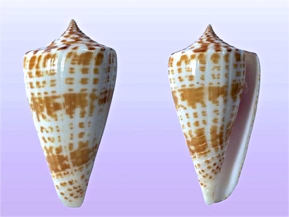 shellauction.net :: Conus inscriptus - 3582761