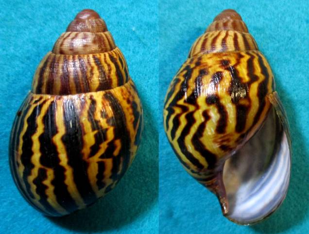shellauction.net :: Achatina varicosa - 3582785