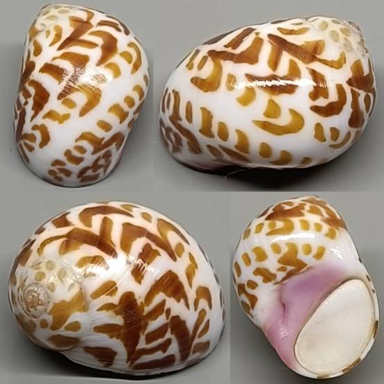 shellauction.net :: Tectonatica violacea - 3582846